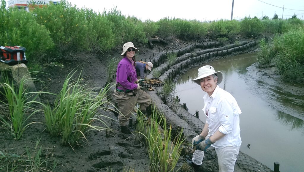Install a living shoreline - Reduce Flood Risk