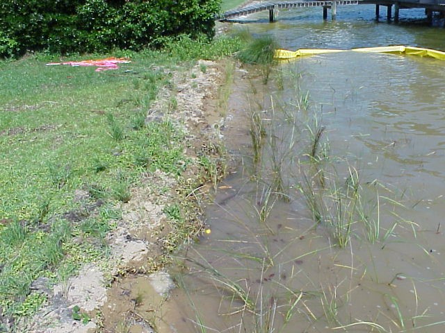 Install a living shoreline - Reduce Flood Risk